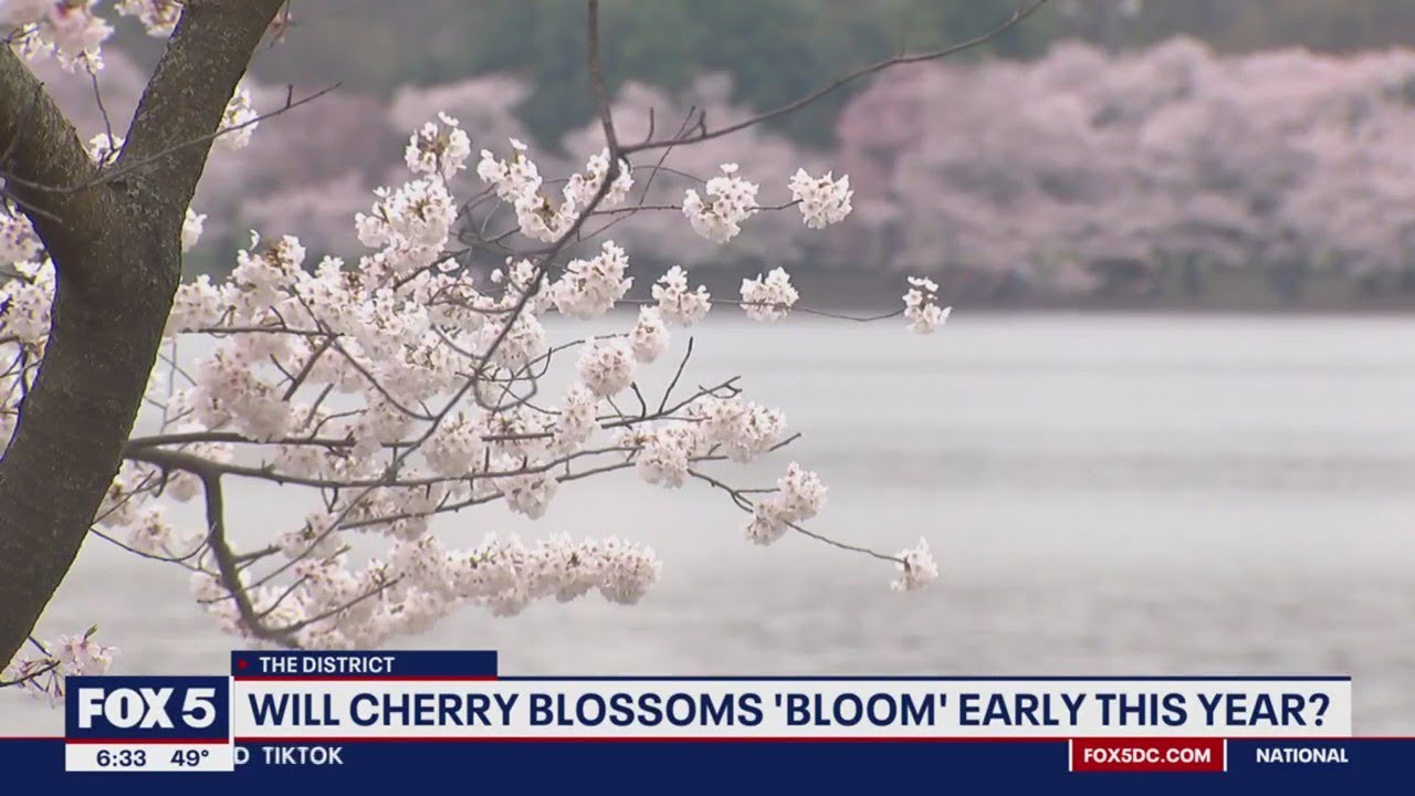 DC’s cherry blossom indicator tree starting to show buds | FOX 5 DC