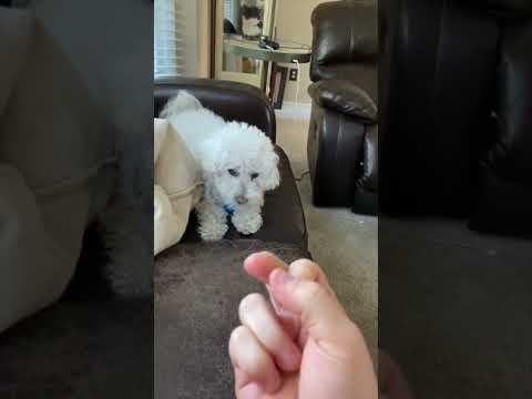 Other Dogs vs My Dog: The Finger Test 🐶 @TheJessiiShow #TheManniiShow.com/series
