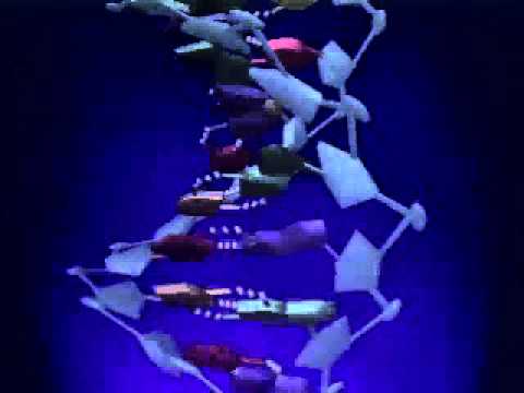 DNA structure