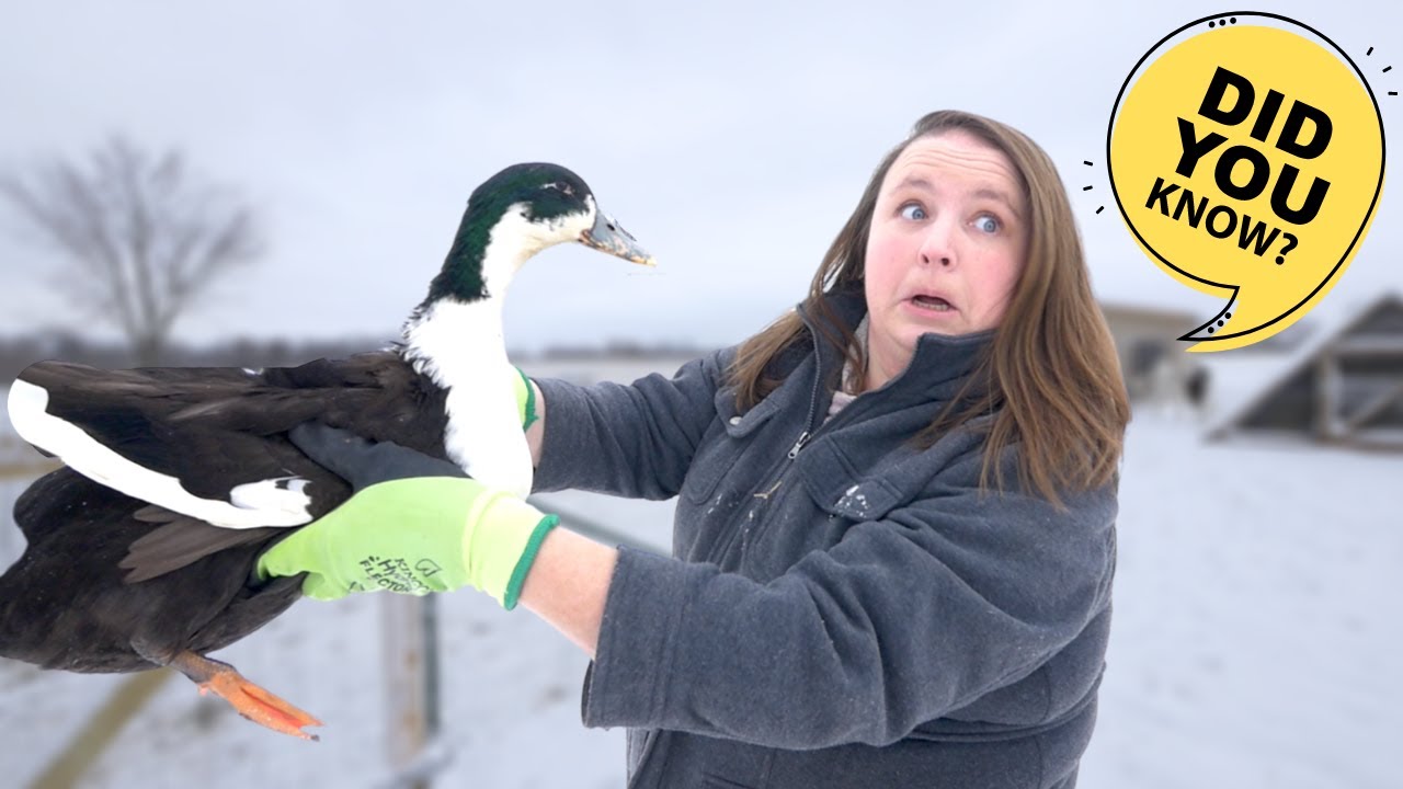 Do DUCKS have TEETH?!  & Other things you never wanted to know about Ducks (BUT TOTALLY SHOULD)