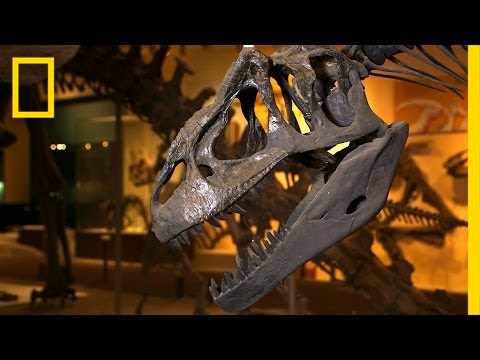 Video: Dismantling a real dinosaur | Boing Boing