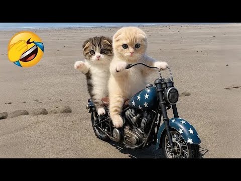 This is a short movie about Cat & Dogs...