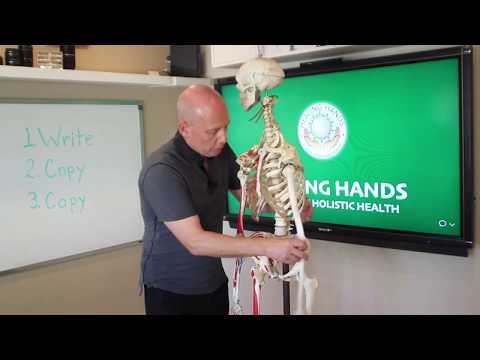 Bones of the Pelvic Girdle