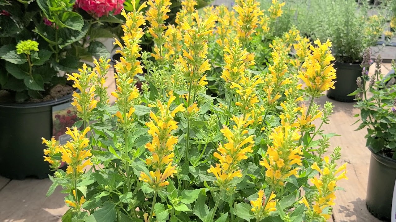 Agastache Poquito™Butter Yellow, Dark Blue & Orange // Bright,⭐Easy to Grow, COMPACT Summer Color!