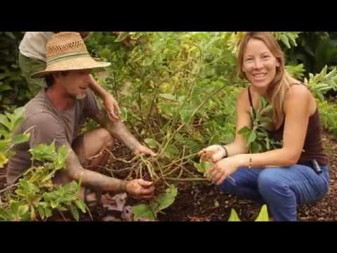 Stress Relief from the Ashwagandha Root