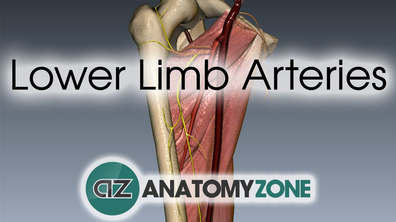 Lower Limb Arteries Overview - 3D Anatomy Tutorial