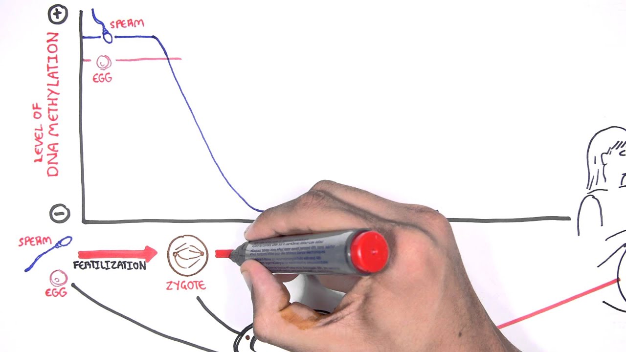DNA Methylation and Development