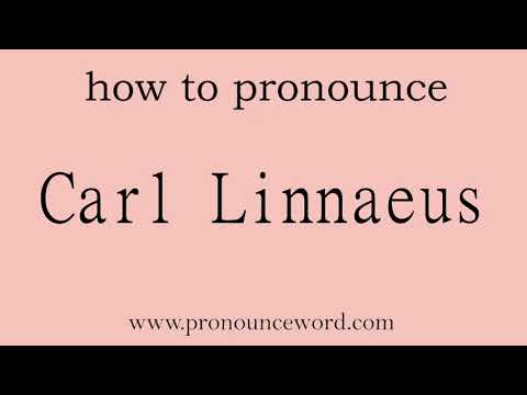 Carl Linnaeus. How to pronounce the english word Carl Linnaeus .Start with C. Learn from me.