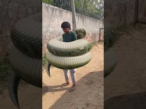 Anaconda Snake.... Subscribe #shorts