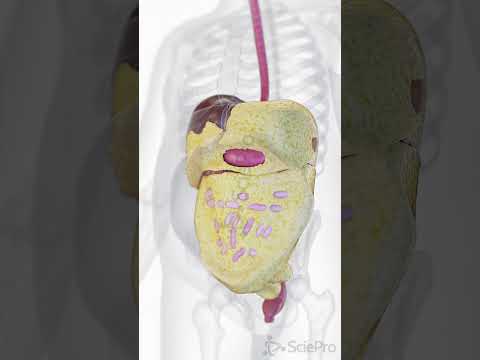 ⚠️ Visceral Fat: The Hidden Fat Around Your Organs ⚠️