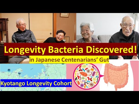 What Is the Longevity Bacteria Discovered in Japanese Centenarians? (The Kyotango Study Explained)