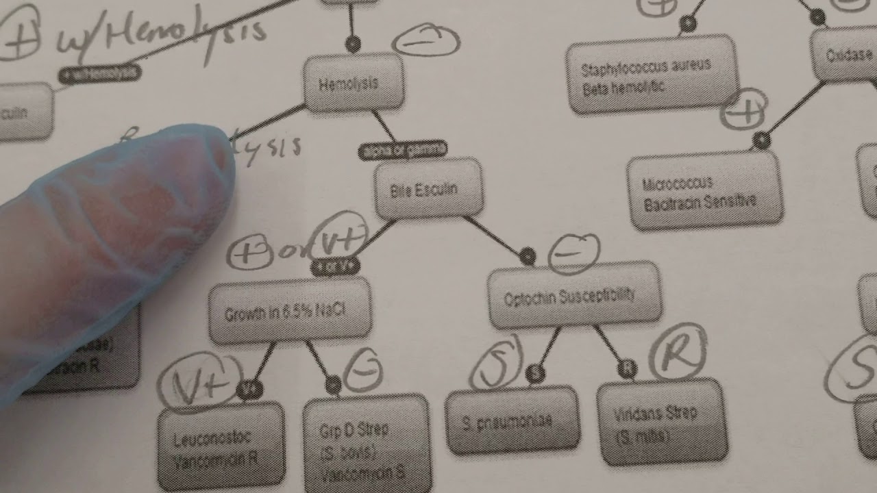 Microbiology: Bacteria Identification Flowchart of Facultative Anaerobes