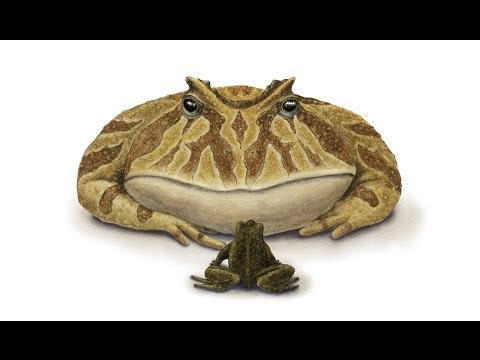 ‘Prehistoric frog ate dinosaurs’ | Dear Kitty. Some blog