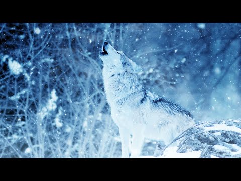 Steam Community :: Video :: Wolf like a dog! Woff woff (THE LONG DARK ...