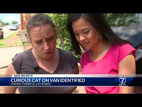 Curious cat on van identified