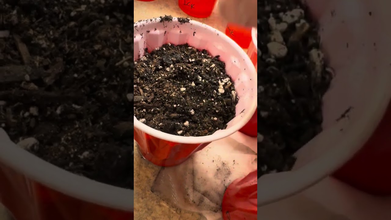 Prepping our seedlings grow medium.