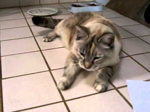 Cat Reverse Sneeze