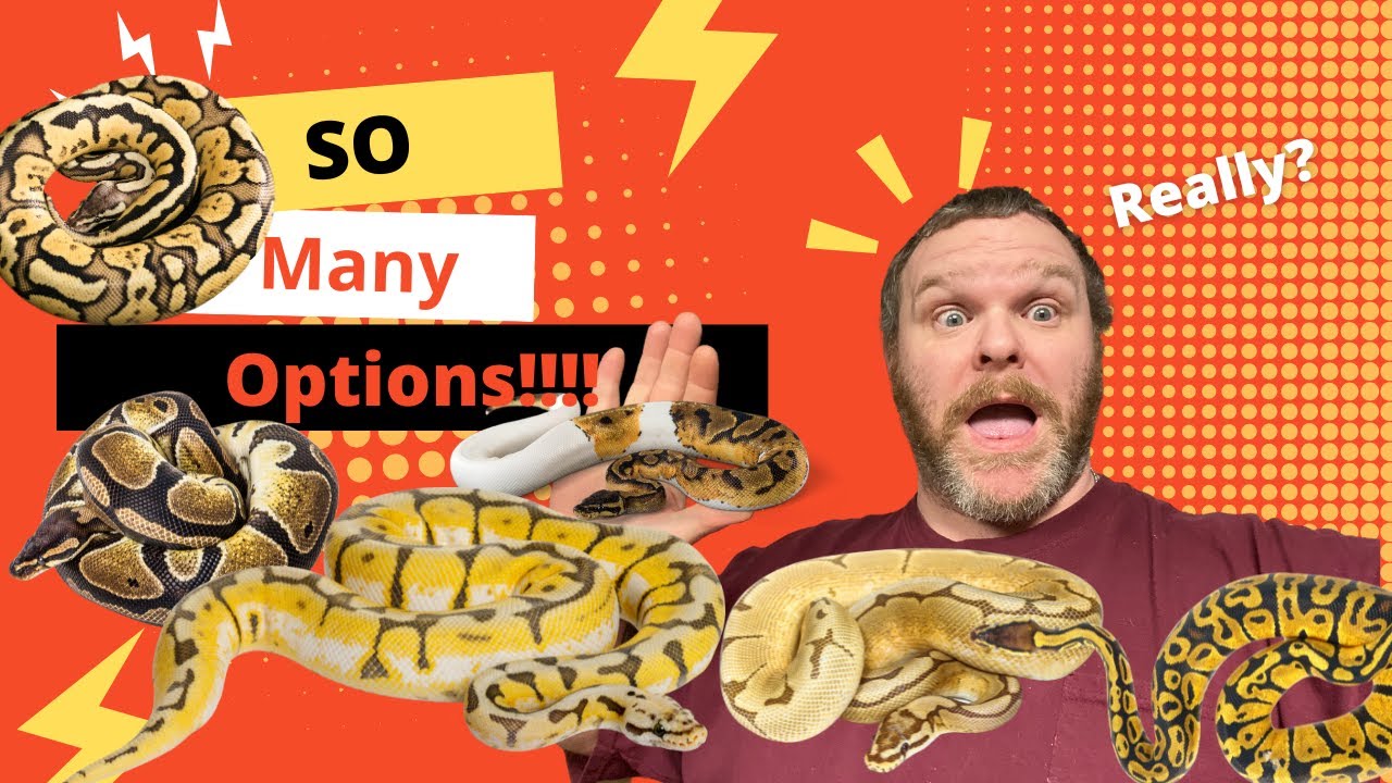 The right Ball for you - Which ball python should you get?