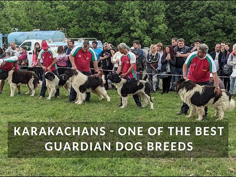 Karakachan - Livestock guardian dogs, Pros, cons, are they for you?