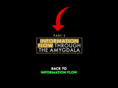 Information flow through the amygdala
