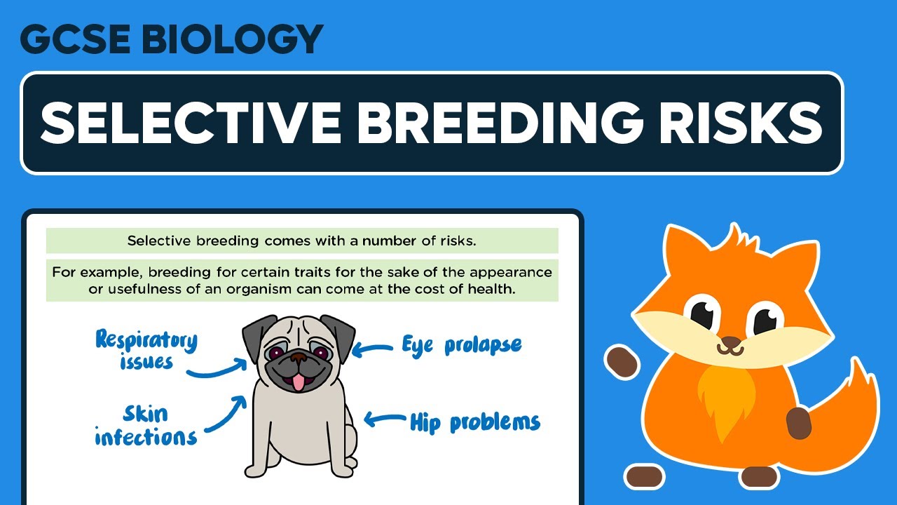 Risks of Selective Breeding - GCSE Biology