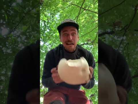The Giant Puffball! A delicious mushroom to be shared. #foraging #giantpuffball #mushroom #