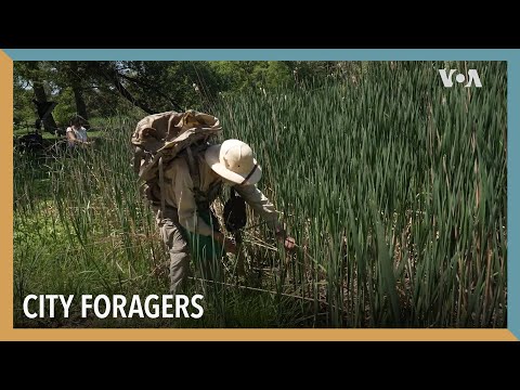 City Foragers | VOA Connect