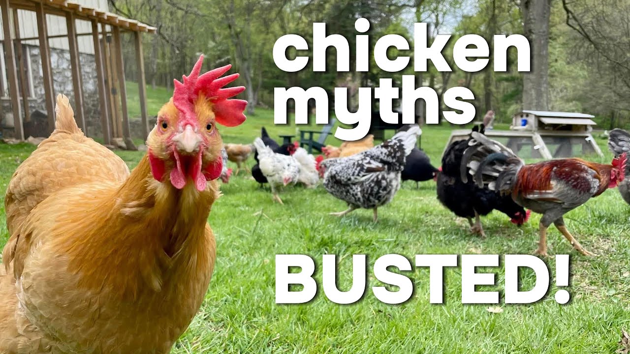 Eight Chicken Myths Debunked | Here's the truth!