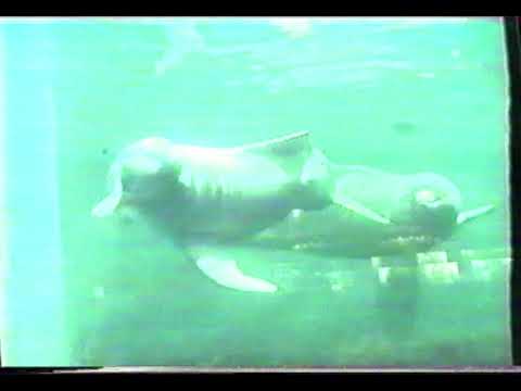 Amazon River Dolphins - Zoo Duisburg - 10.02.2000