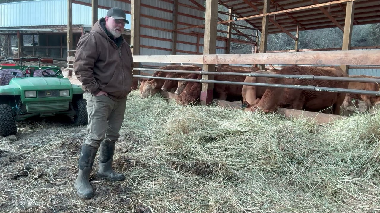 Akaushi Cattle on Bar46 Farms