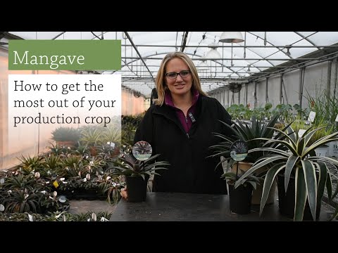 Mangave Production Tips
