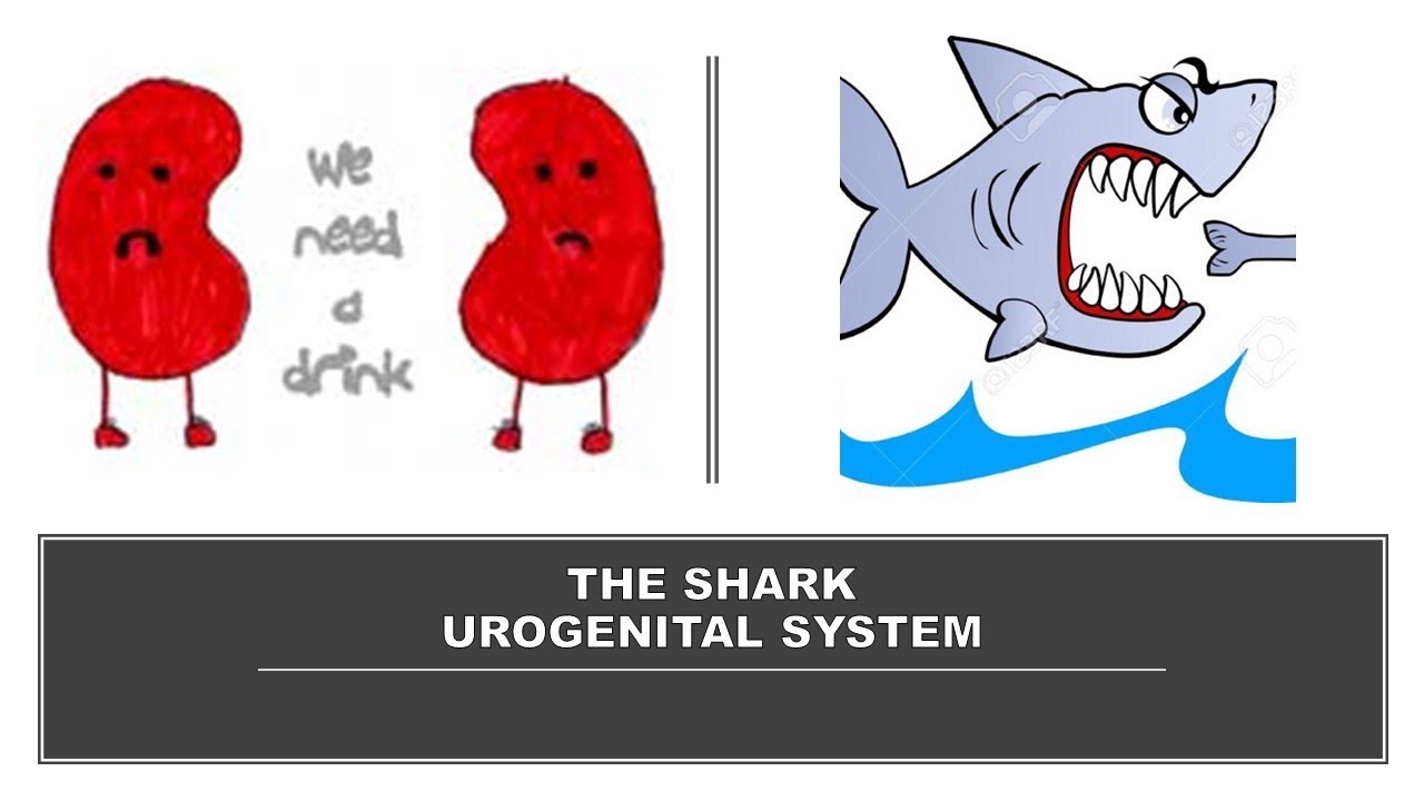 THE SHARK UROGENITAL SYSTEM