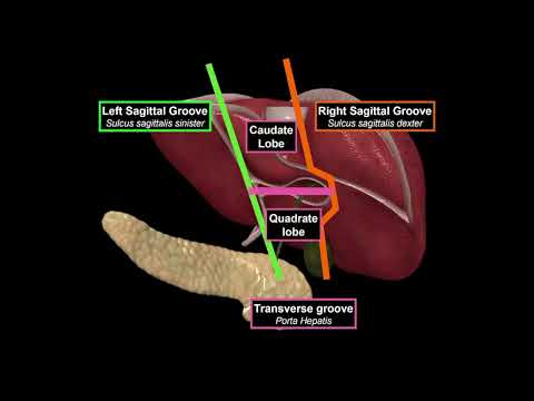 Liver (Health technology)