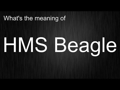 Easily Master HMS Beagle Pronunciation and Usage Skills, Sound More Native!