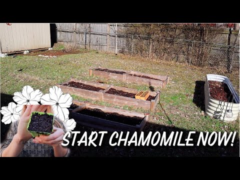 JANUARY Empty Garden Tour | Planting Chamomile