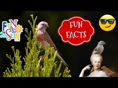 Birds over gear: Common linnet funfacts (episode 1 in English)