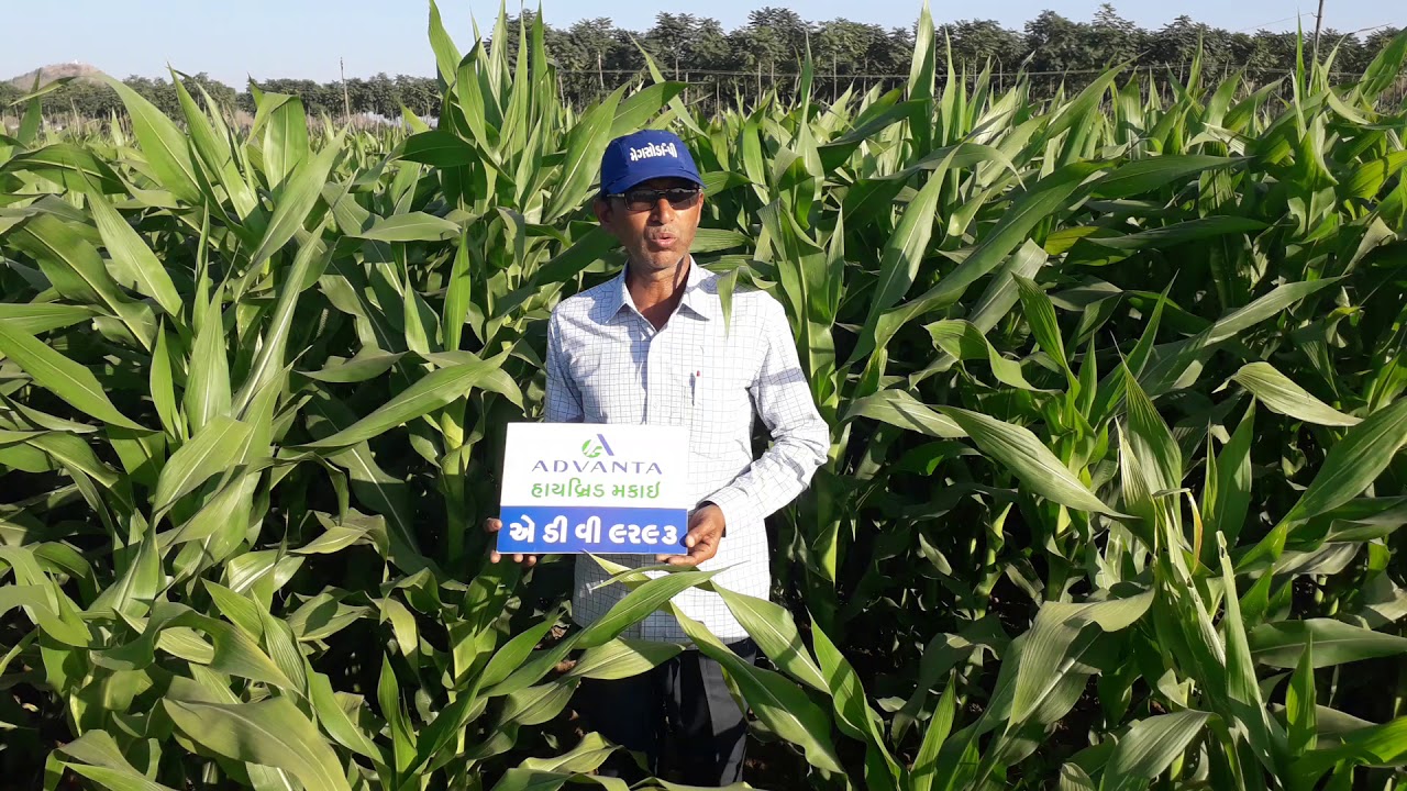Advanta Hy. Corn ADV-9293