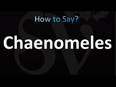 How to Pronounce Chaenomeles (CORRECTLY!)