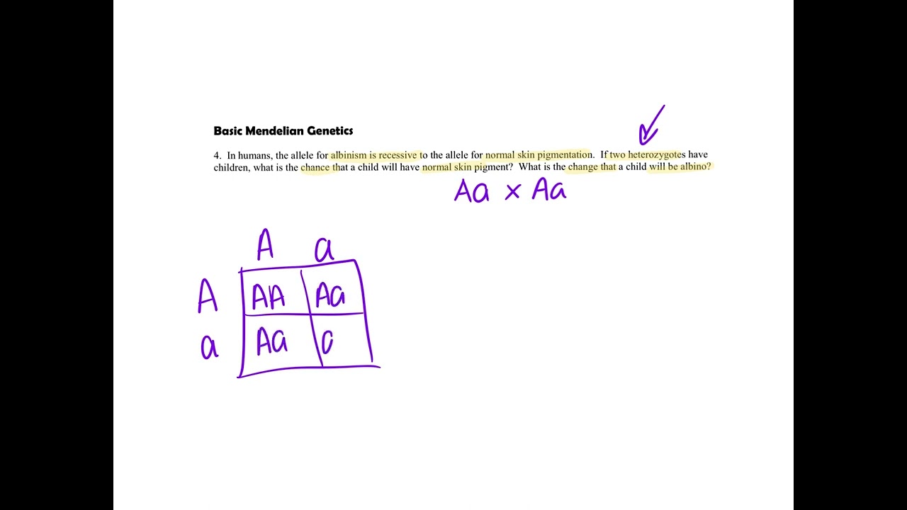 Basic Mendelian Genetics Sample Problem