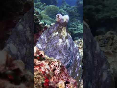 Incredible Octopus Camouflage #shorts #octopus #camouflage