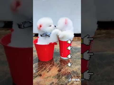 Chien trop mignon😊video drôle de chien 😊vidéo de petit chien trop mignon #short