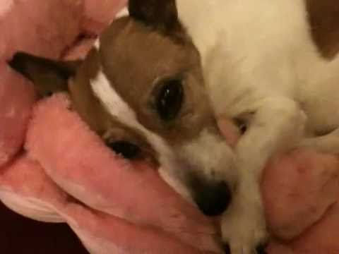 Roxy isn't very well at all