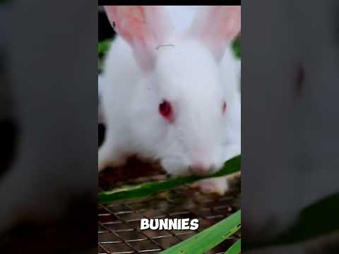 China’s MASSIVE Rabbit Farms 🐇 | Millions Raised for Meat