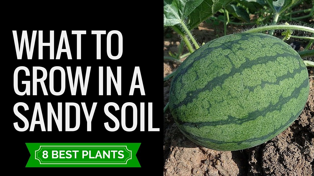 Sandy soil plants and veggies | 8 plants that are suitable to grow in sandy soil