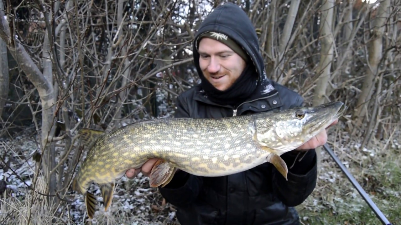 Pike - How to Safely Unhook Them