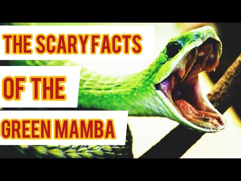 The intresting and wonderful facts of the green mamba #greenmamba #wild #snakes
