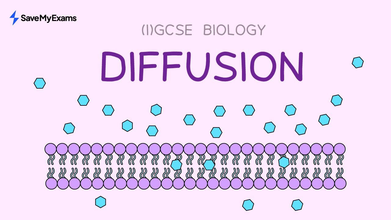 Diffusion - IGCSE & GCSE Biology Revision