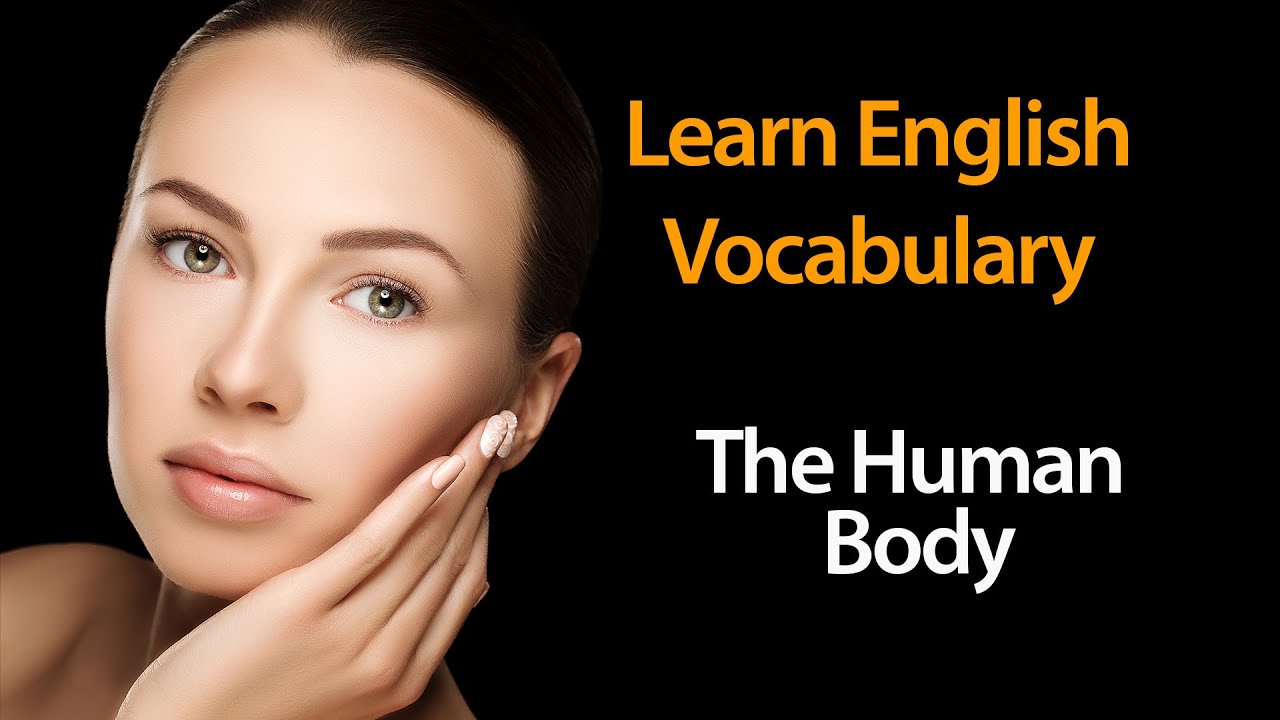 English Vocabulary - The Human Body