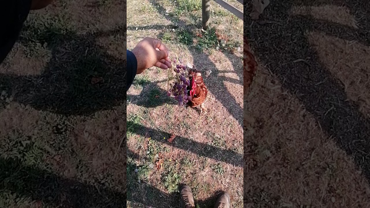 EL POLLO COME UVA 🐓🐓🐓