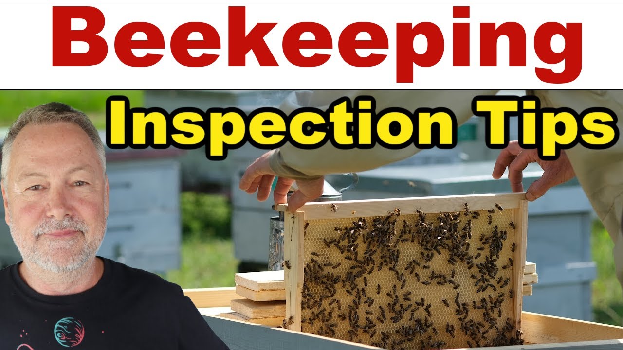 Beekeeping Inspection Tips & Tricks For Easier Inspections